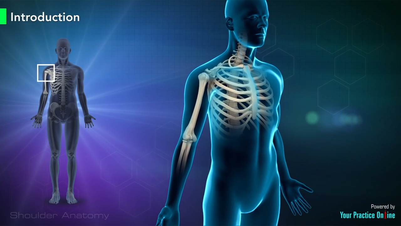 shoulder-anatomy-video-medical-video-library
