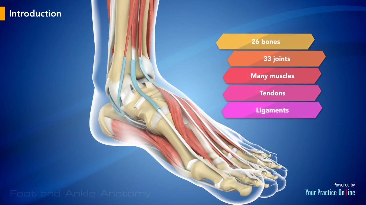 Human Fibula Bone Anatomy