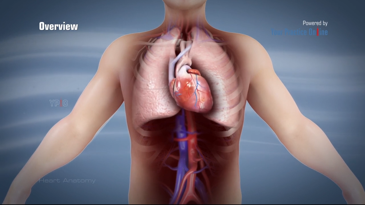 Heart Anatomy Video Medical Video Library